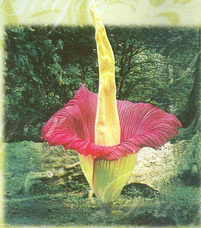 Bau Busuk yang Memikat: Kisah Putria, Si Bunga Bangkai Fenomenal | GEOTIMES